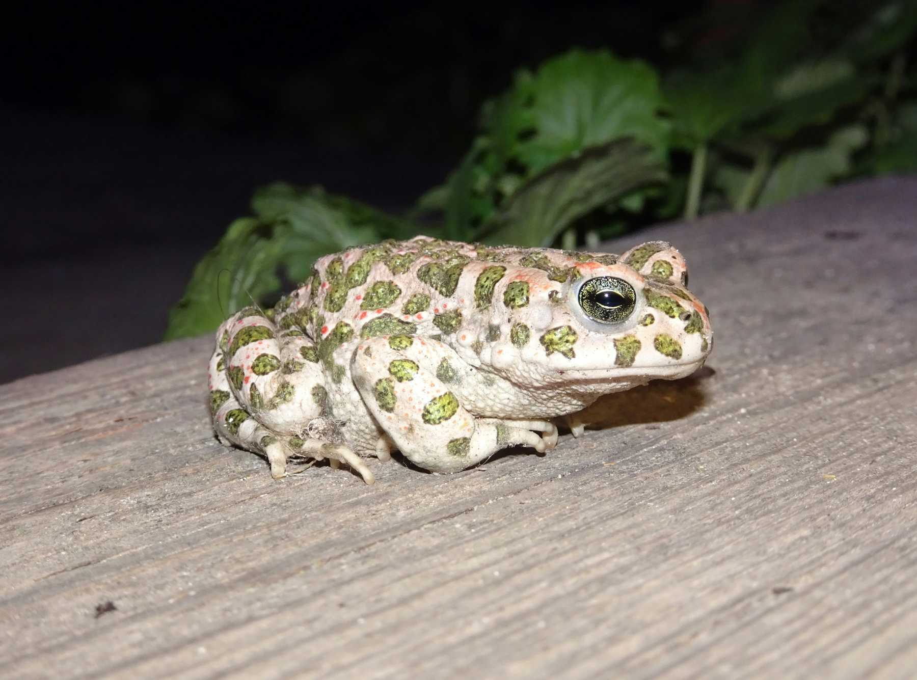 Truede tudser ved Femern får pasningsordning | Verdensmål