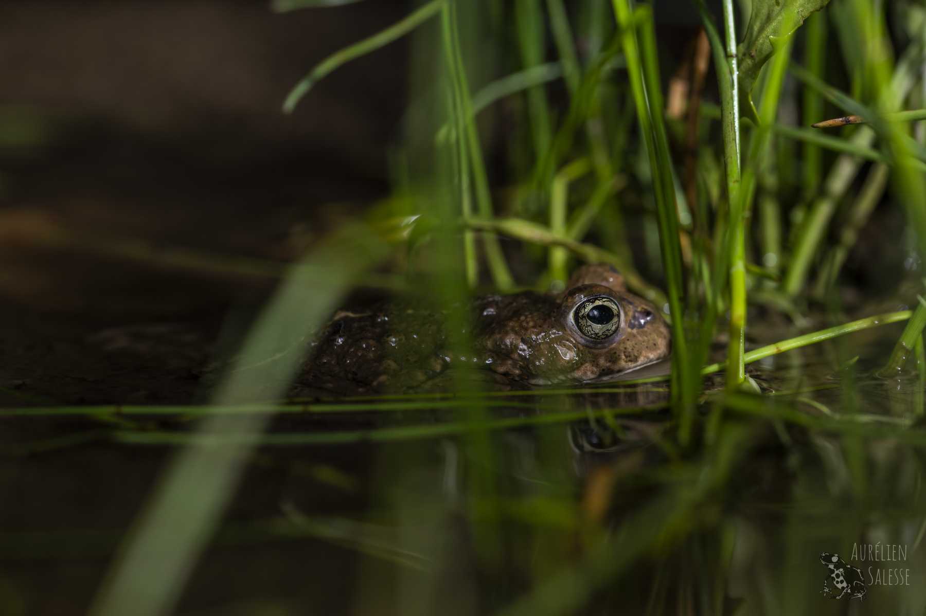 ”Eeerp”: For første gang i 50 år kvækker landets mindste tudse igen i ...